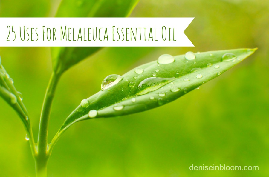 25 Uses For Melaleuca (Tea Tree) Essential Oil